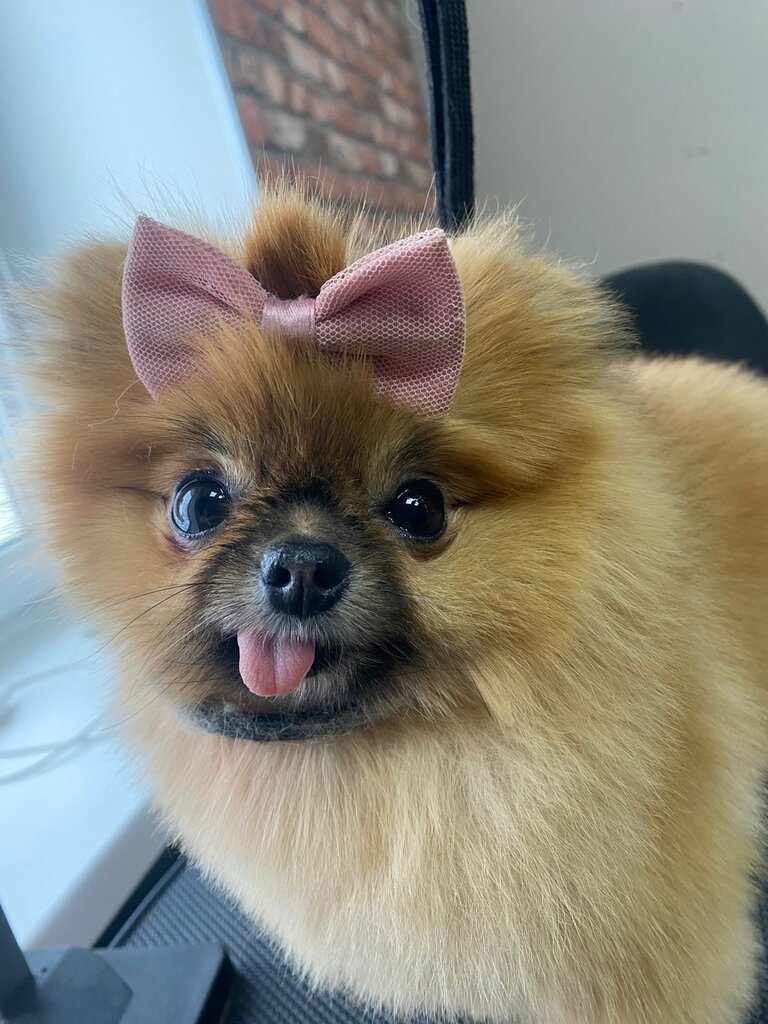 Evcil hayvan kuaförleri Артемон, Sakhalinsk, foto