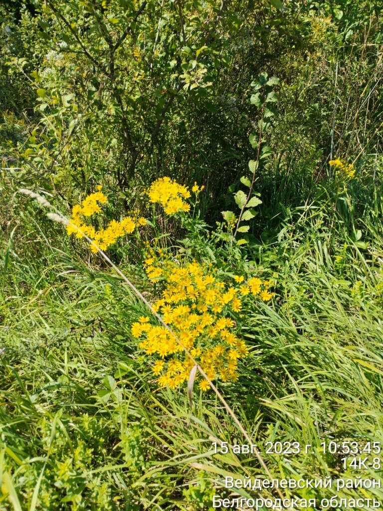 Doğa koruma alanı ООПТ регионального значения государственный природный заказник урочище Пожарище, Belgorodskaya oblastı, foto