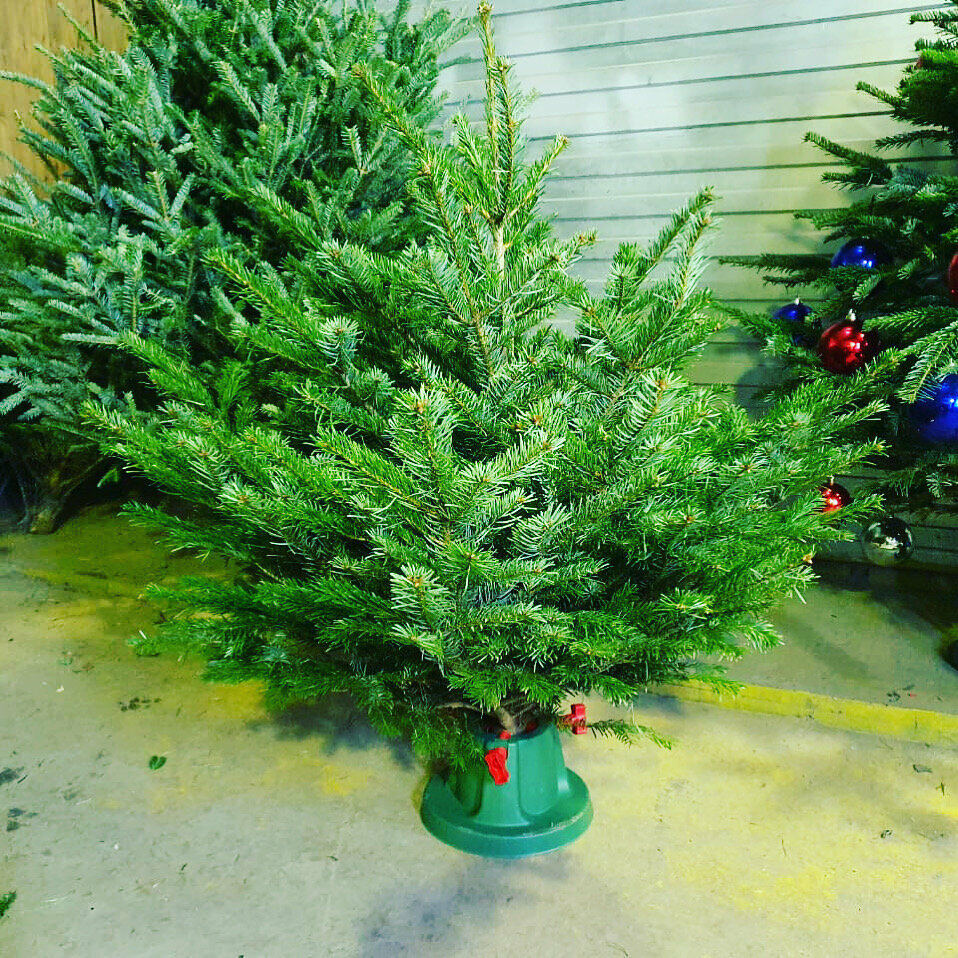 Çam ağacı pazarı Пермский питомник, Saint‑Petersburg, foto