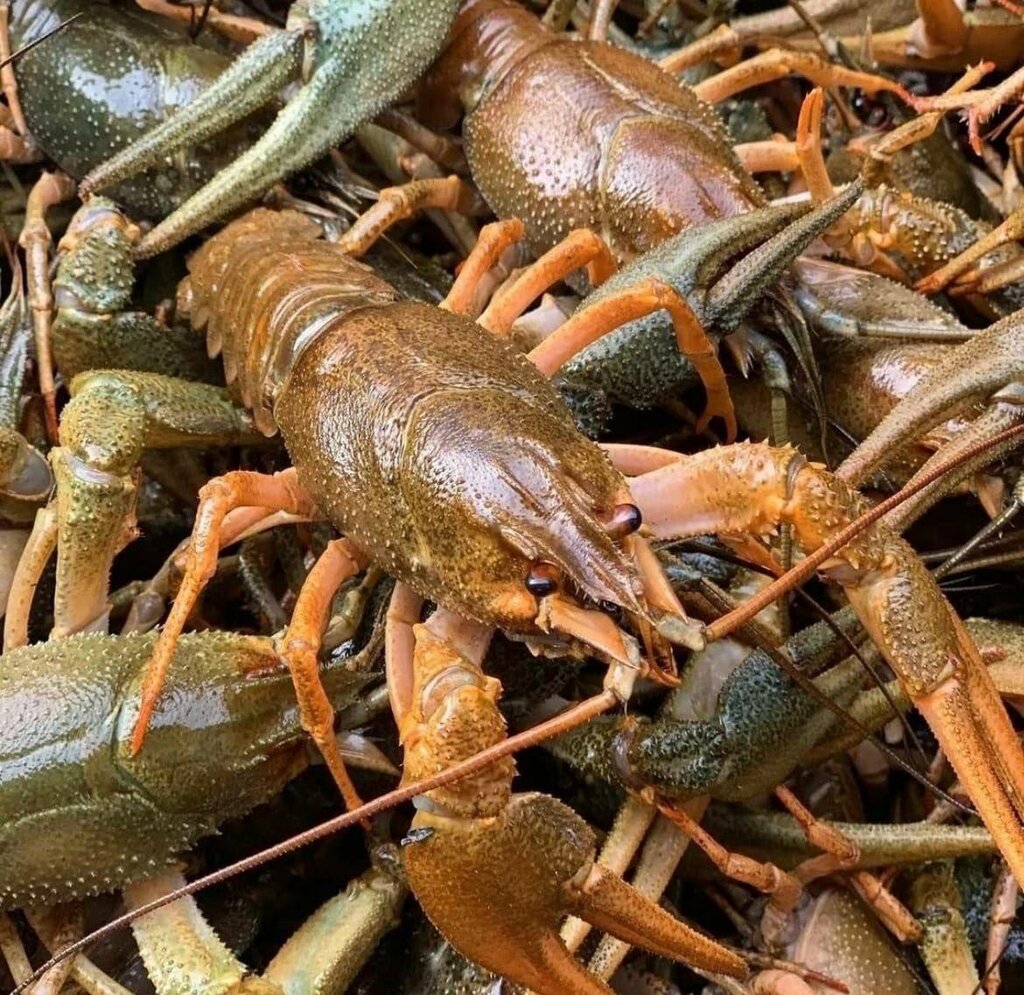 Balık ve deniz ürünleri Raki Krabi M4, Moskova ve Moskovskaya oblastı, foto