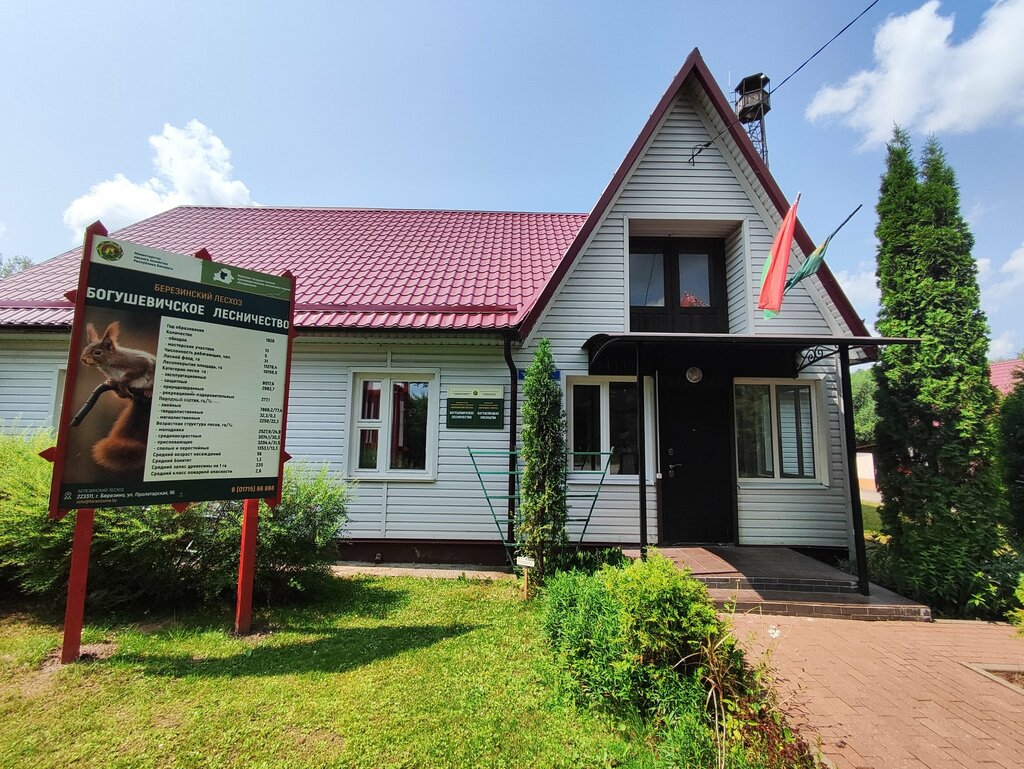 Orman işleri Bogushevichskoye forestry of the Berezinsky forestry enterprise, Minskaya oblastı, foto