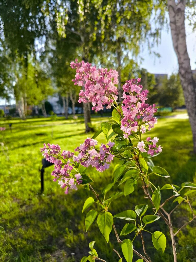 Kültür ve eğlence parkları бульвар Баки Урманче, Nijnekamsk (Tüben Kama), foto