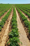 Ats Agrochemicals Limited (Mungwi Road No:5643, Kanyama), kimyasal üretim firmaları  Zambiya'dan