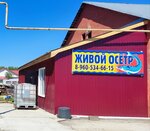Осётр Ярославль (Lesnoy pereulok No:с9, derevnya Lipovitsy), balık çiftçiliği ve toptancıları  Yaroslavskaya oblastından