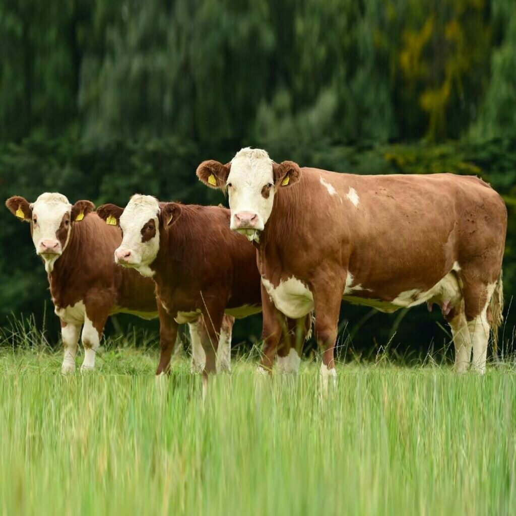Hayvancılık Huzur Çiftliği/Huzur Et Restaurant ve Kasap, Bursa, foto