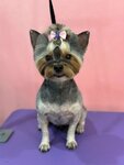 ZooBeauty (ulitsa Bystrova No:100), evcil hayvan kuaförleri  Volgograd'dan