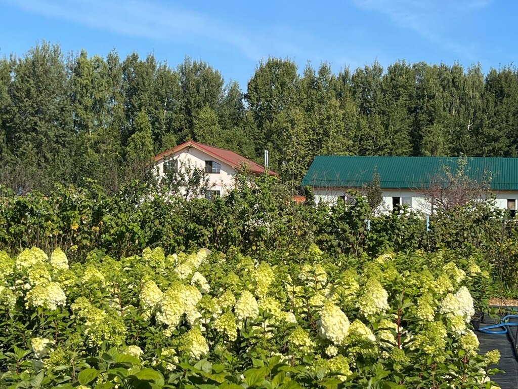 Fidan yetiştiriciliği Gordeev Sad, Kalujskaya oblastı, foto