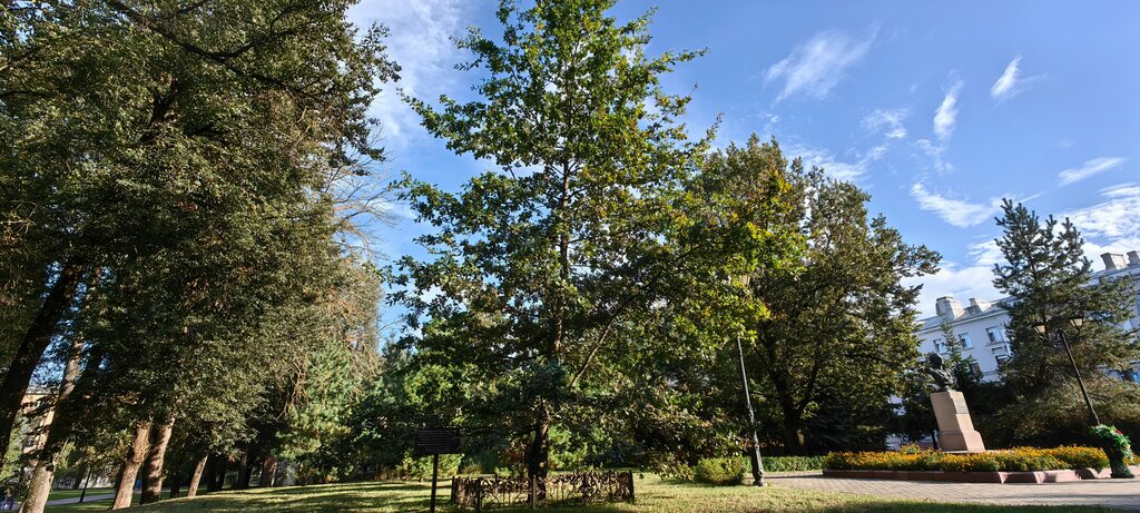 Doğa Мемориальный дуб 200 лет войне 1812 г., Smolensk, foto