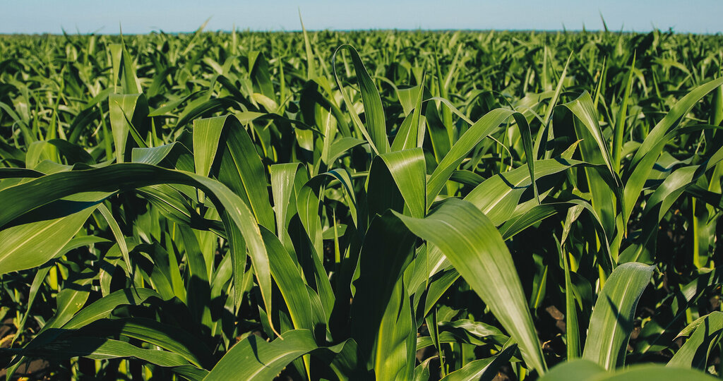 Tarım firmaları Agrotech-Garant, Voronejskaya oblastı, foto