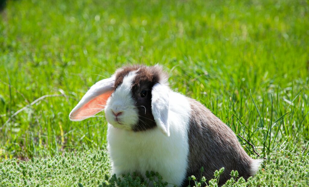Evcil hayvan yetiştiricileri Lapushka, Orsk, foto