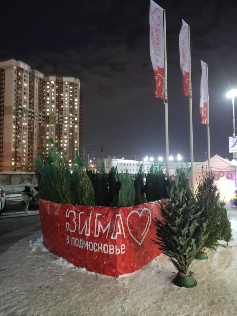 Çam ağacı pazarı Elku-beru, Odintsovo, foto