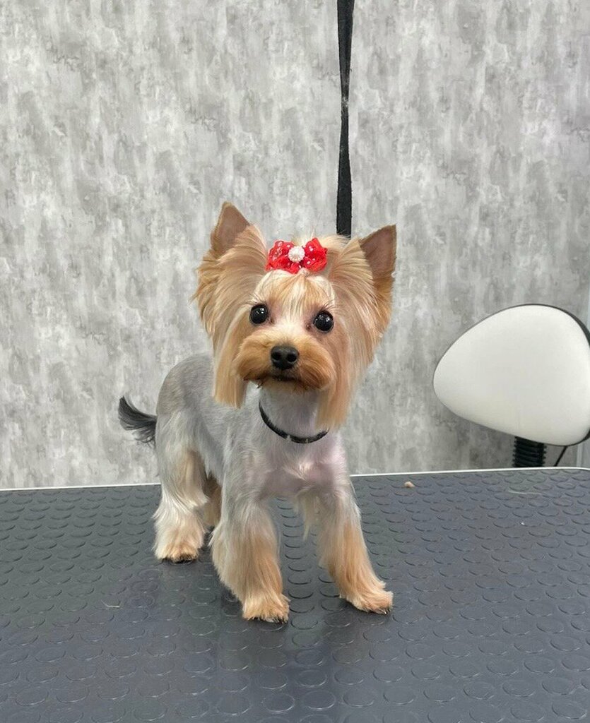 Evcil hayvan kuaförleri Флаффи, Rostov, foto