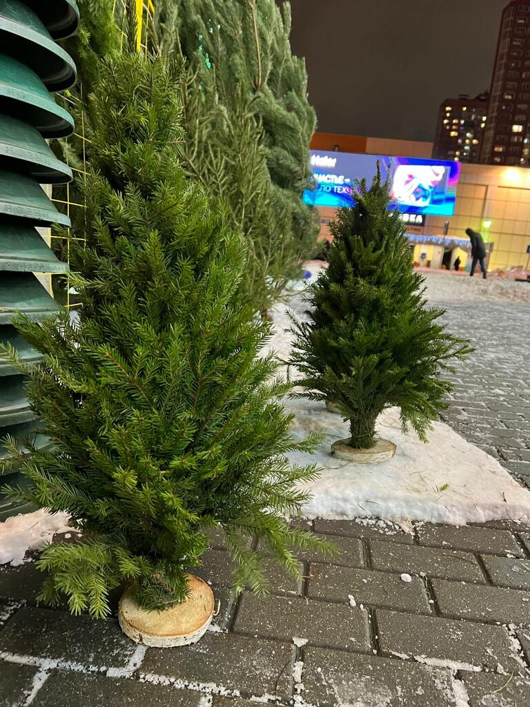 Çam ağacı pazarı Ay da yolki, Himki, foto