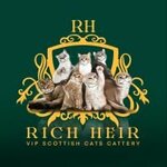 Scottich Cat Cattery Rich Heir (ulitsa Metallurgov No:6), evcil hayvan yetiştiricileri  Pervouralsk'tan