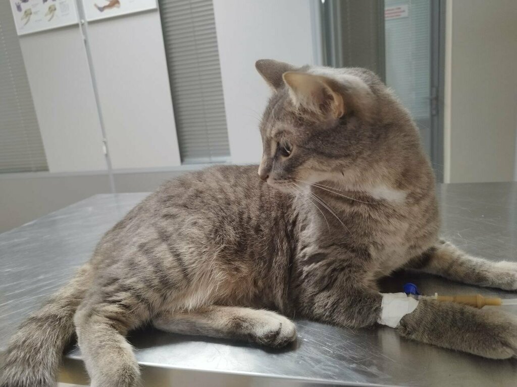 Veteriner klinikleri VetPulse, Kazan, foto