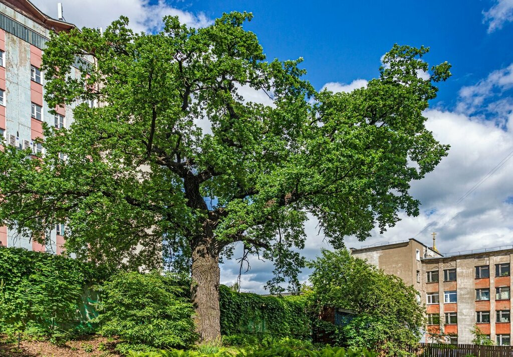 Doğa Дуб старожил, Kirov, foto