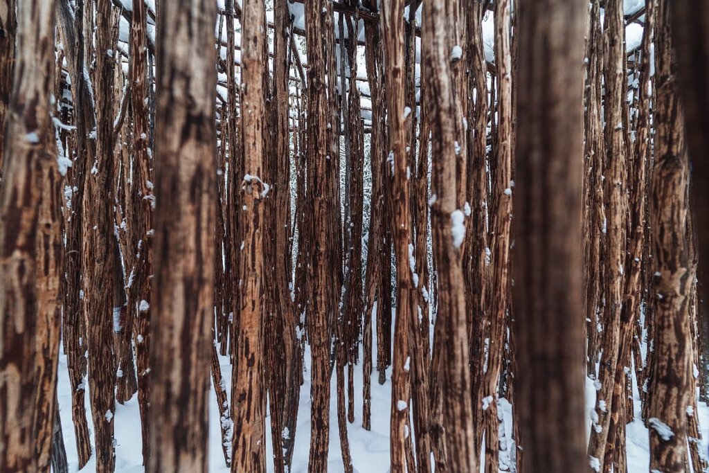 Turistik yerler Impassable thicket, Kalujskaya oblastı, foto