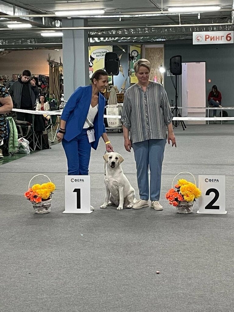 Evcil hayvan yetiştiricileri Aurum Affetto, Moskova, foto