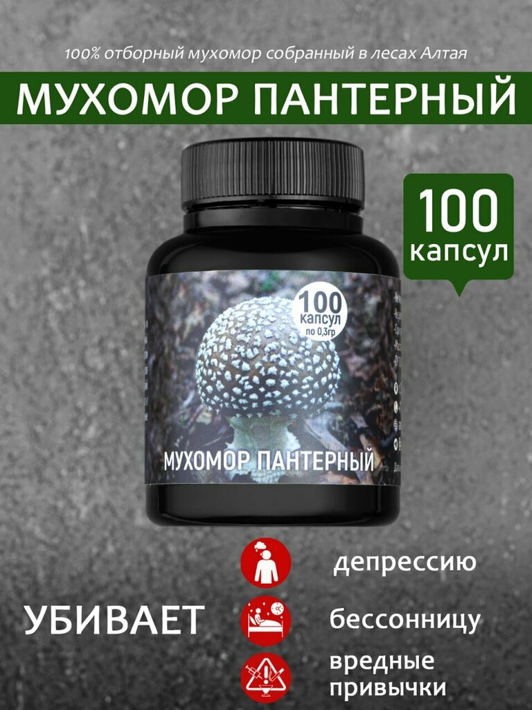 Mantar yetiştirme ve satış Amanita Red, Saint‑Petersburg, foto