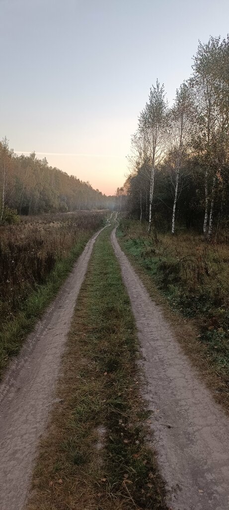 Orman лес Рыдовка, Tulskaya oblastı, foto