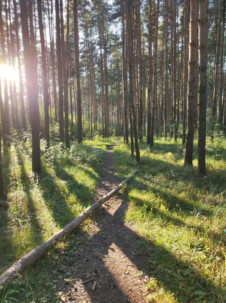 Orman Маяковский бор, Yaroslavskaya oblastı, foto