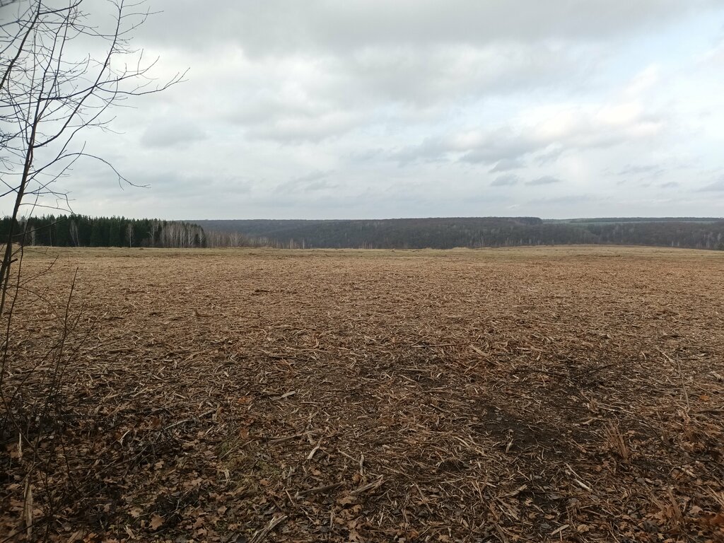 Orman лес Коровий березник, Tulskaya oblastı, foto