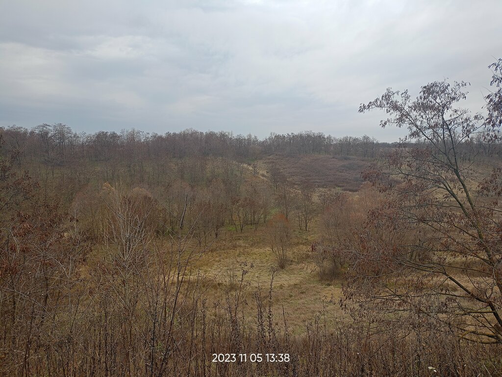 Orman урочище Осиново, Belgorodskaya oblastı, foto