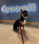 Groomit (Derzhavina Street No:50), evcil hayvan kuaförleri  Novosibirsk'ten