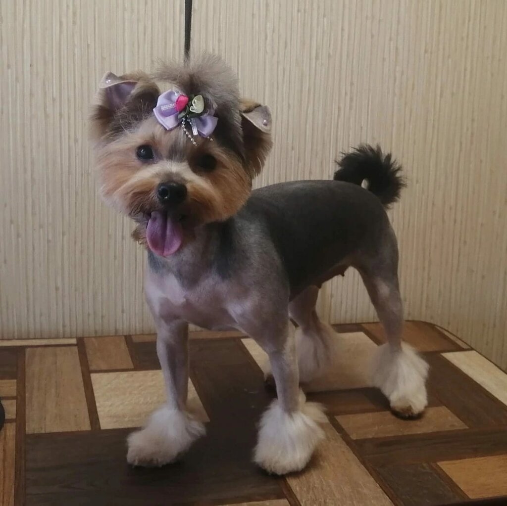 Evcil hayvan kuaförleri Стрижка собак и кошек, Noginsk, foto