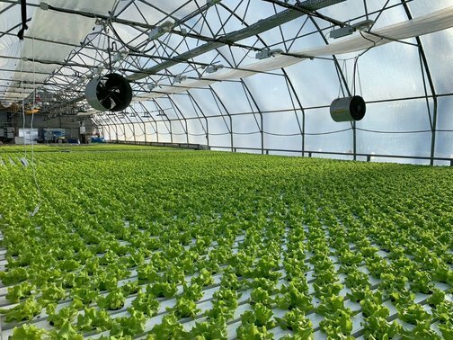 Seracılık Семь Овощей, Penzenskaya oblastı, foto