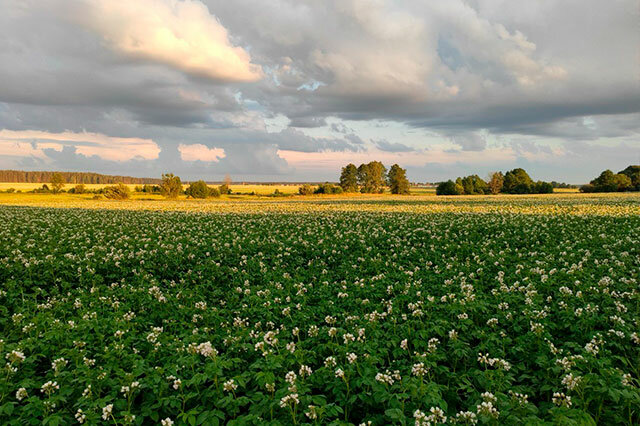 Tarım firmaları Menzhinskiy, Minskaya oblastı, foto