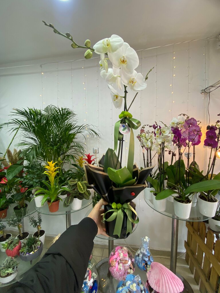 Çiçekçiler Halkalı Çiçekçilik Osman Suna, İstanbul, foto