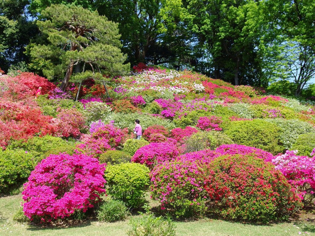 Kültür ve eğlence parkları Rikugien Garden, Tokyo, foto