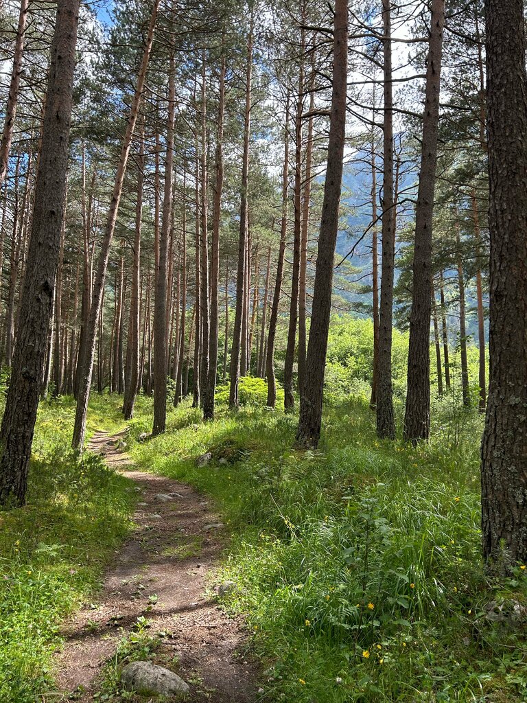 Doğa Лес Кароска, Kuzey Osetya‑Alanya, foto