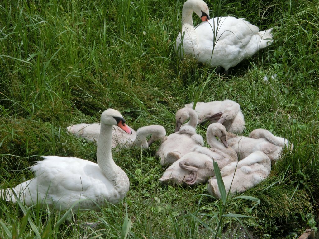 Kültür ve eğlence parkları 北柏ふるさと公園, , foto