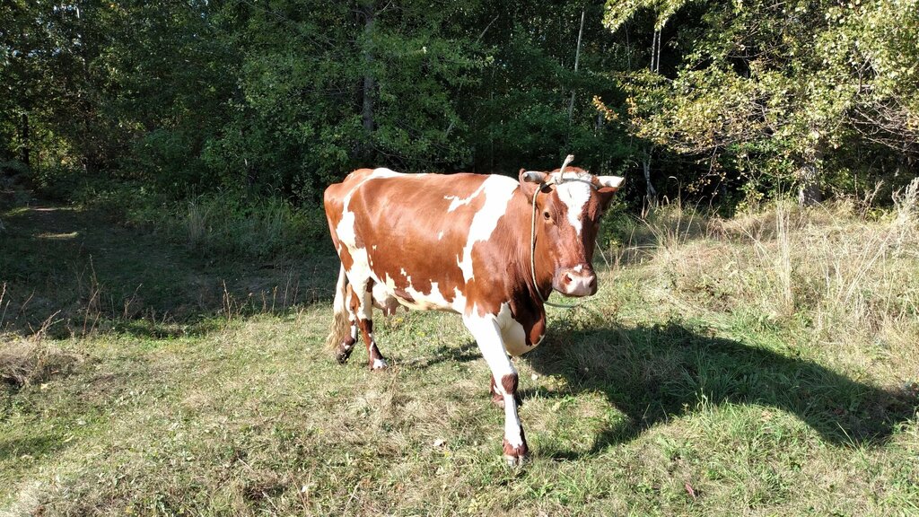 Orman işleri Старомайнское лесничество, Ulyanovskaya oblastı, foto