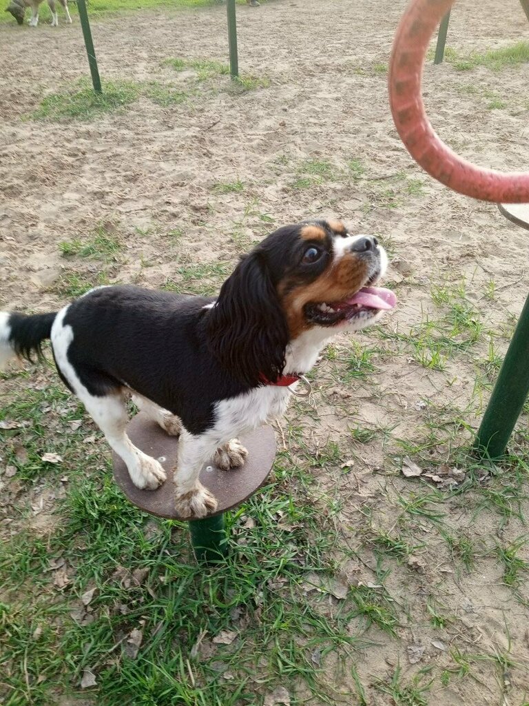 Köpek gezdirme alanları ГороДог, Ulyanovsk, foto