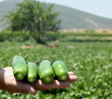 Gıda üreticileri Ekofood Gıda Tarım Ürünleri, Akhisar, foto