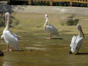 İsfahan Kuş Bahçesi (Isfahan, Isfahan), hayvanat bahçeleri  İsfahan'dan