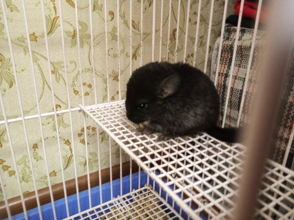 Doğa koruma alanı Peros Banhos Atoll Strict Nature Reserve, Britanya Hint Okyanusu Toprakları, foto