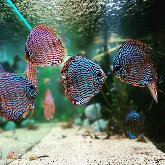 Petshop Discus Marketim, İstanbul, foto