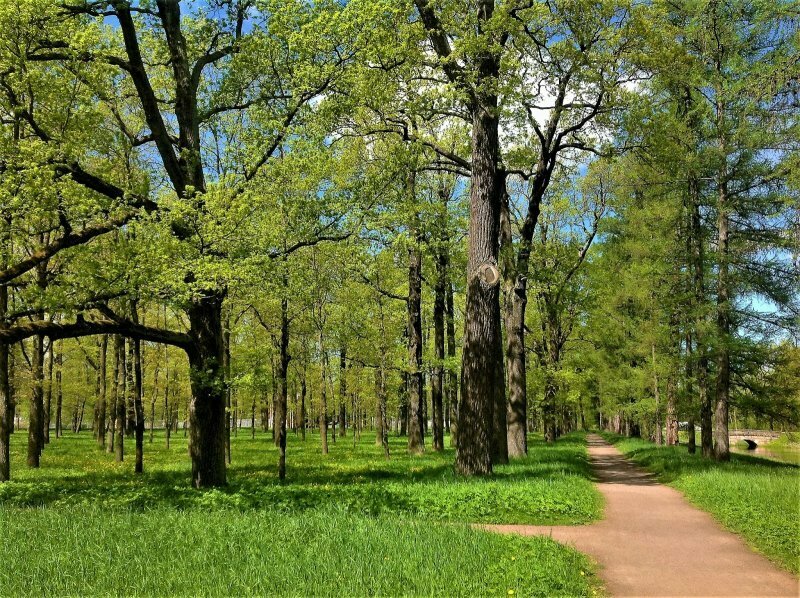Kültür ve eğlence parkları Дубовая роща, Yoshkar‑Ola, foto