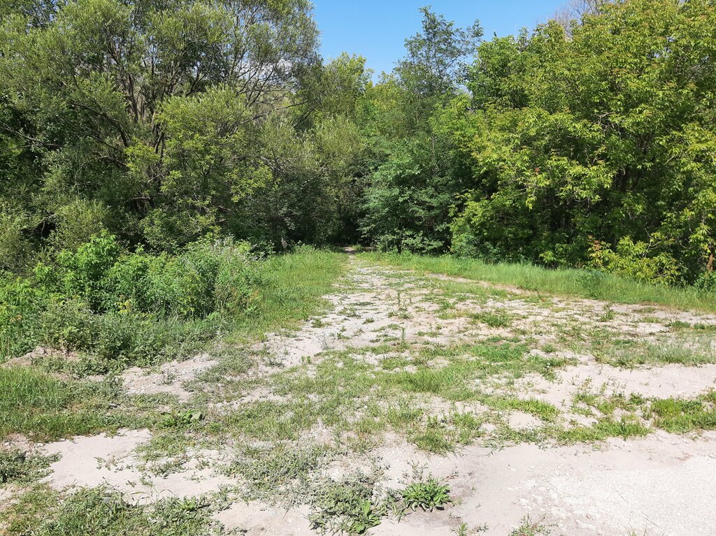 Orman Dubrava Forest, Riazan, foto