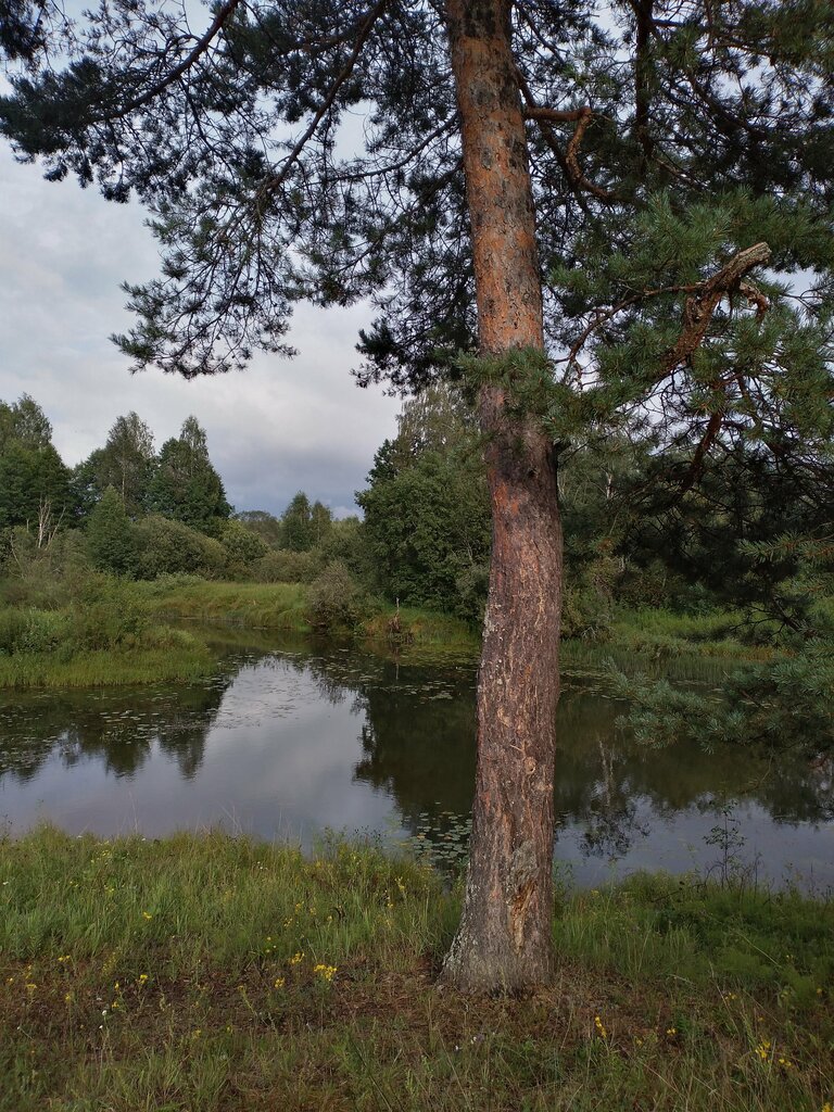 Plaj Пляж, Tverskaya oblastı, foto
