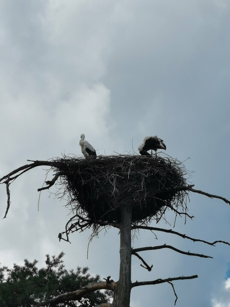 Kafe Gnezdo, Pskovskaya oblastı, foto