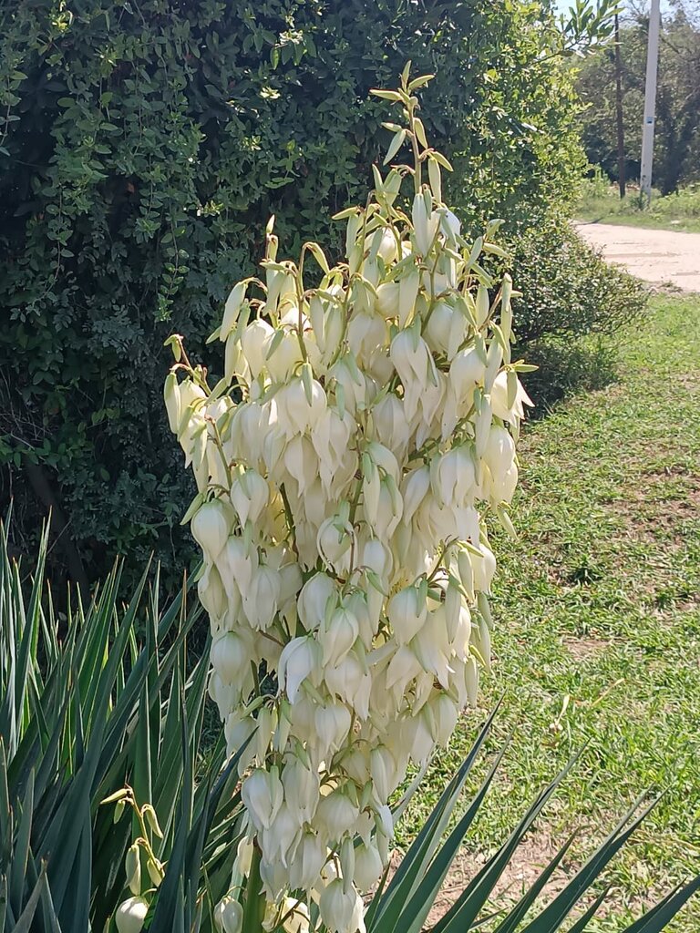 Pansiyonlar, hosteller Лаура, Gagra Bölgesi, foto