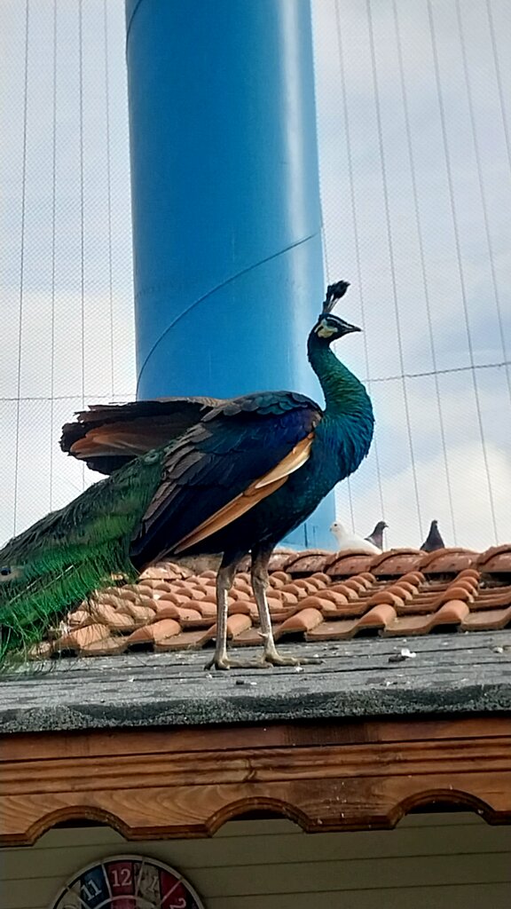 Doğa koruma alanı Kanuni Kent Ormanı, İstanbul, foto