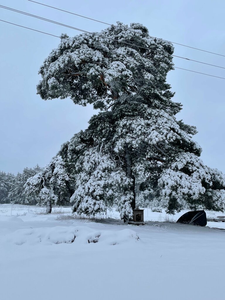 Kültür ve eğlence parkları парк Анпиловский Бор, Belgorodskaya oblastı, foto