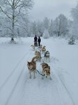 Mamay Husky (Irkutskiy munitsipalny okrug, ostrov Belyayev), evcil hayvan yetiştiricileri  İrkutskaya oblastından