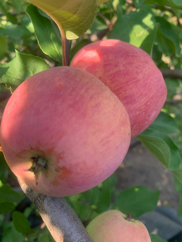 Sera ve bahçe ürünleri Старо-Бинарадский питомник, Samarskaya oblastı, foto